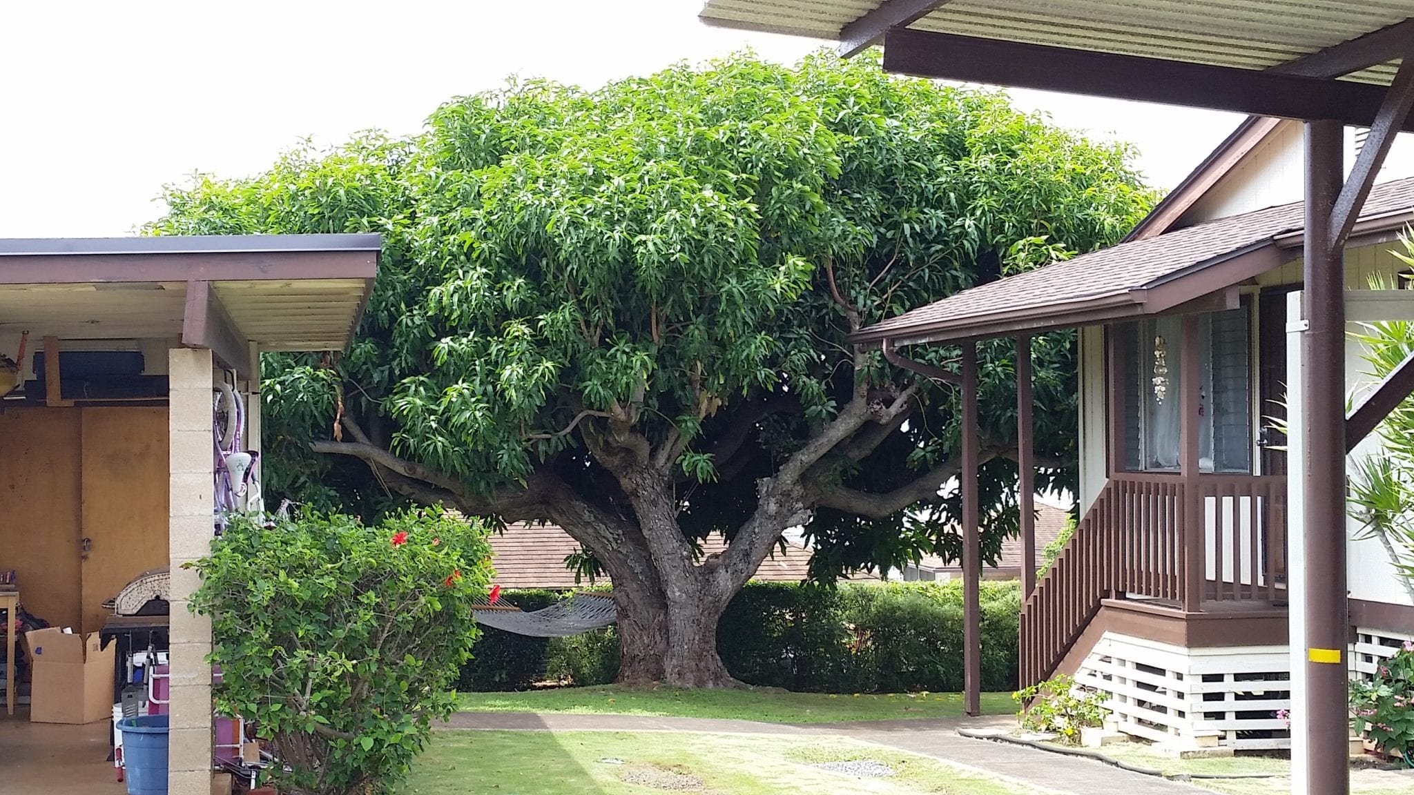 Mango Tree Trimming Oahu | Island Ohana Tree & Landscaping Services