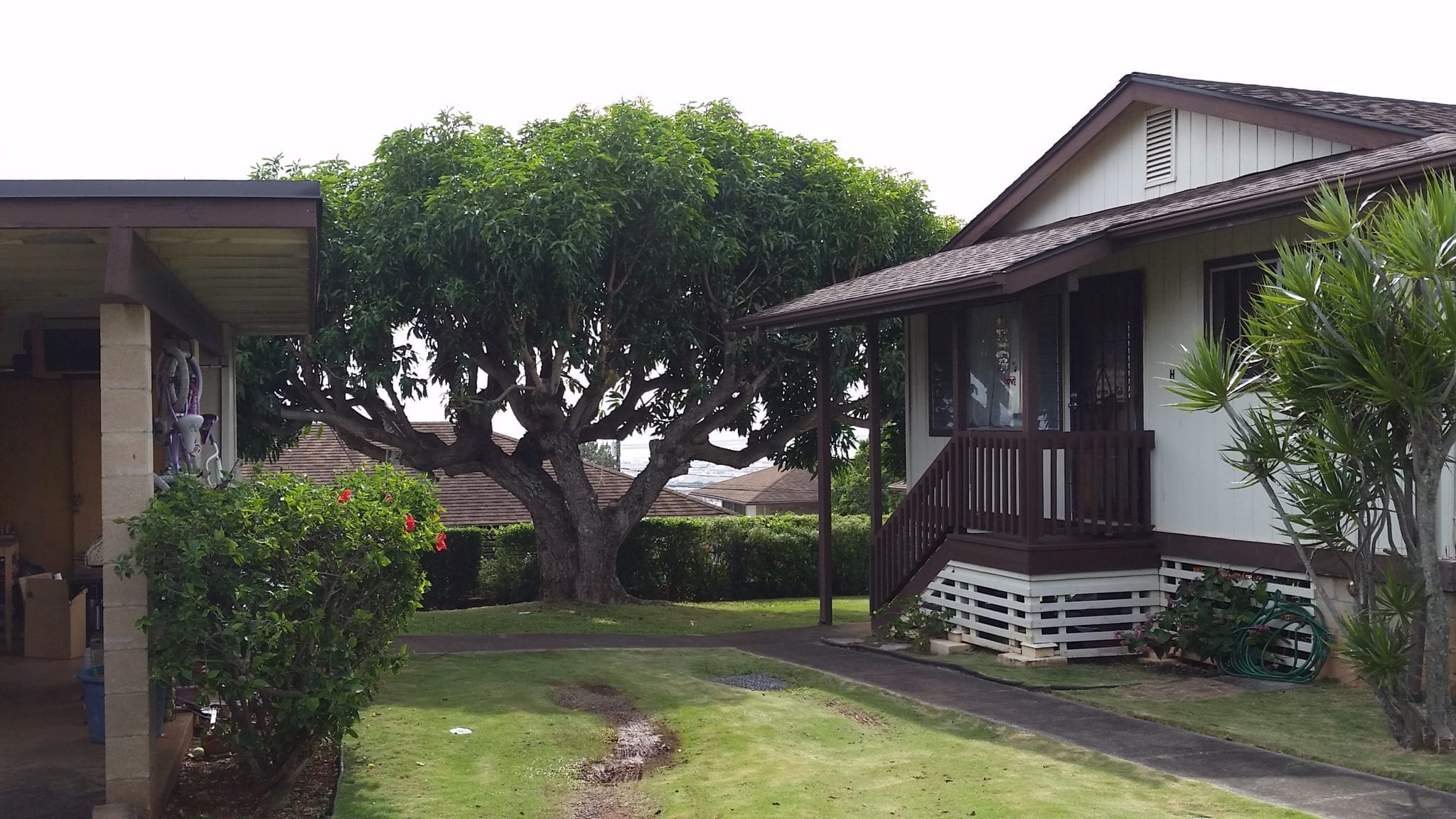 Oahu Mango Tree Trimming | Island Ohana Tree & Landscaping Services