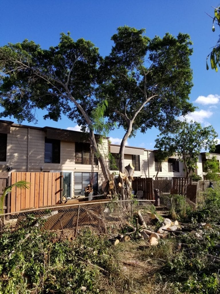 Oahu Tree Trimming | Island Ohana Tree & Landscaping Services